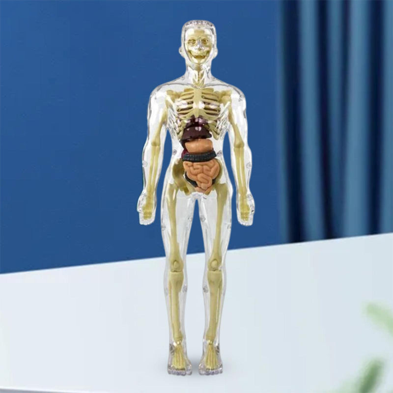 3d Human Body Torso Model for Kid Anatomy Model Skeleton – ailsion
